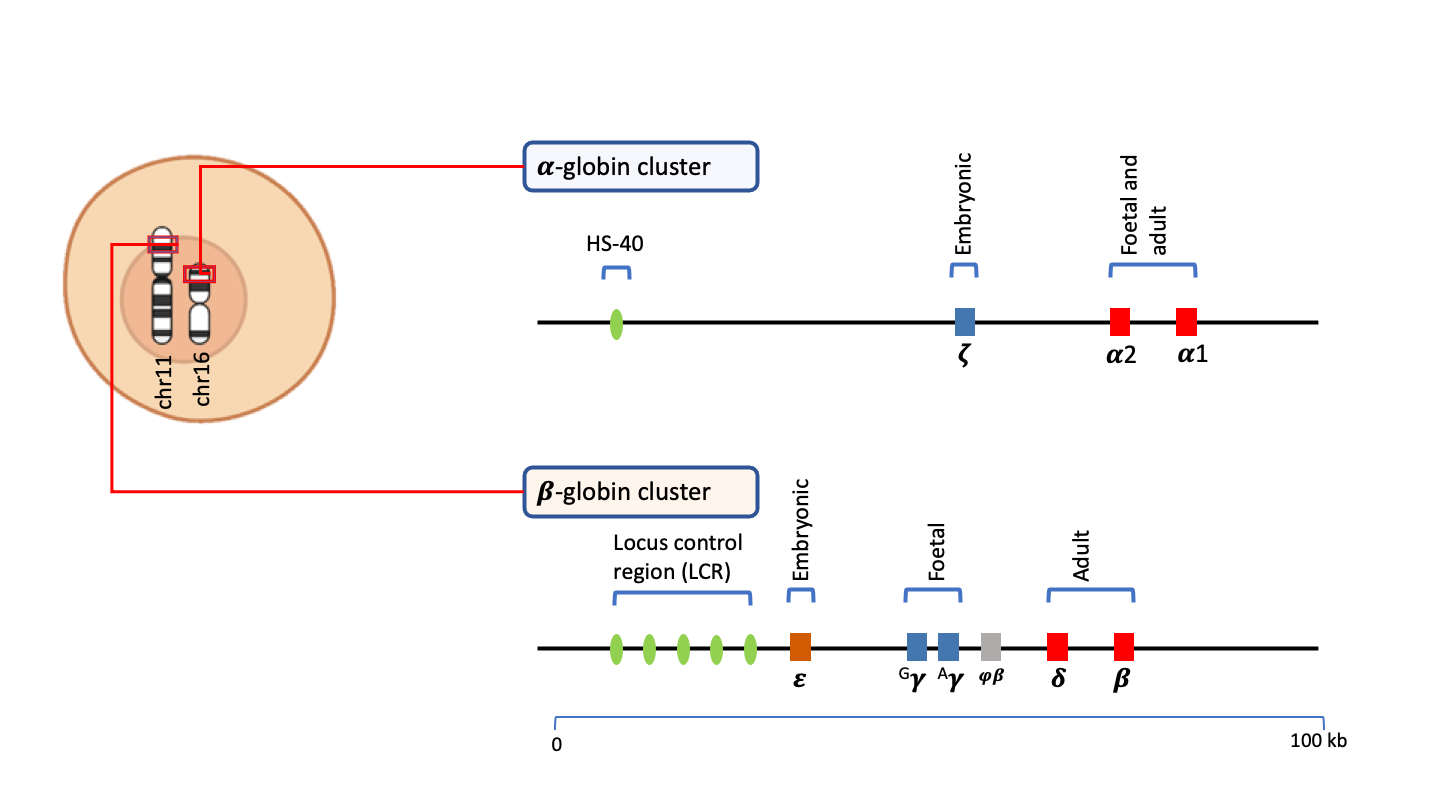 Globin gene regulation & thalassaemias – Blood & Water