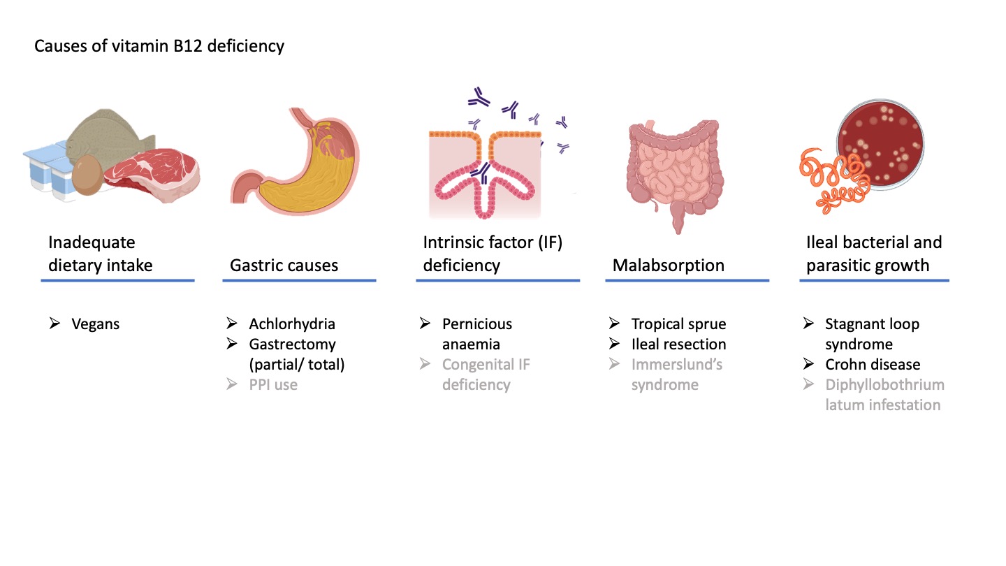 Vitamin B12 deficiency – Blood & Water