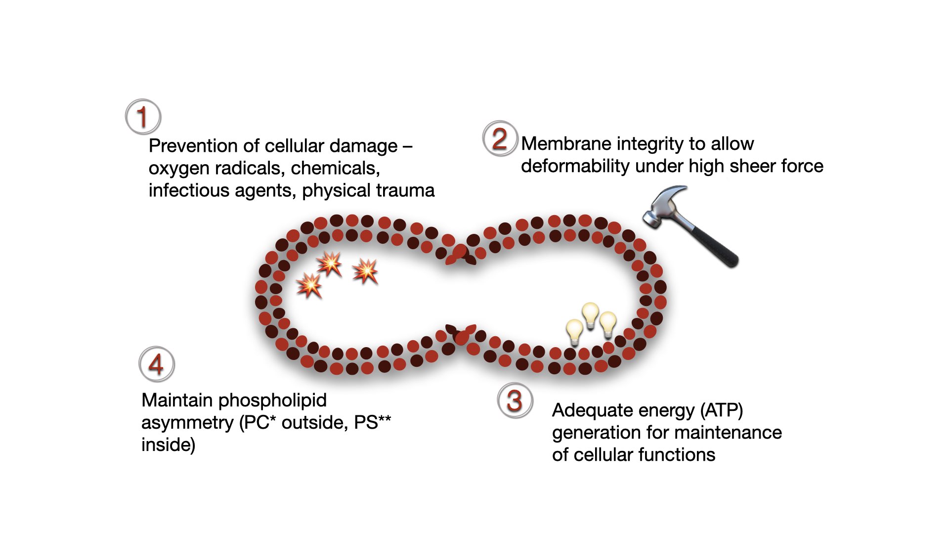 Red cell lifespan and haemolysis – Blood & Water