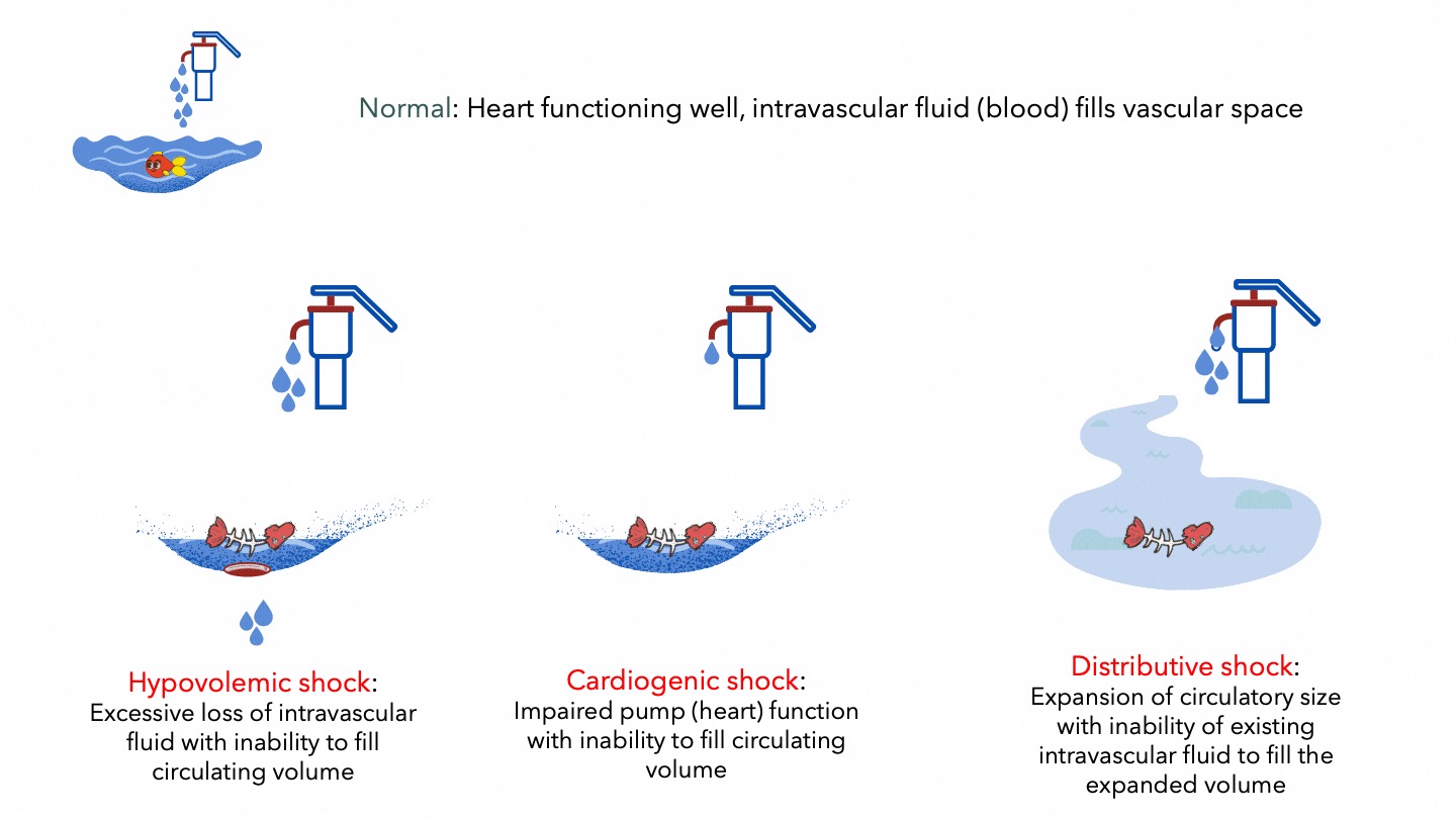 Shock – Blood & Water