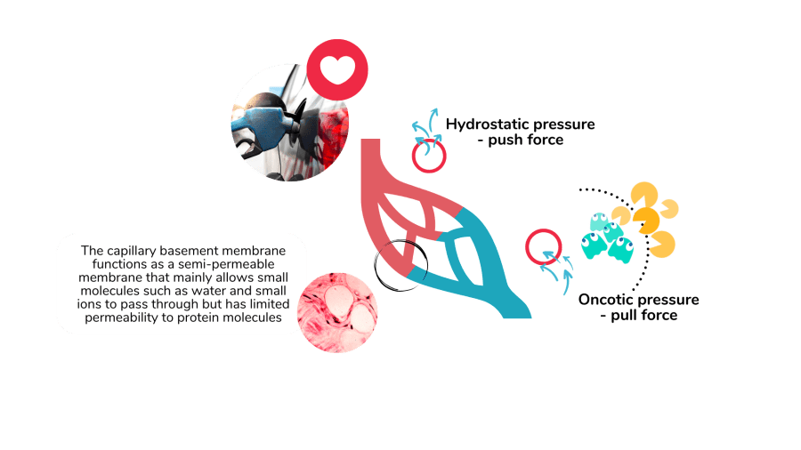 Fluid homeostasis and oedema – Blood & Water