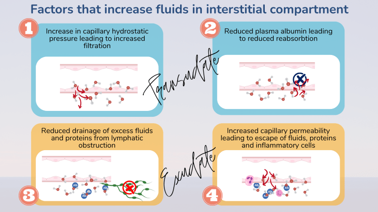 Fluid homeostasis and oedema – Blood & Water