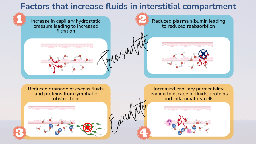 Fluid homeostasis and oedema – Blood & Water