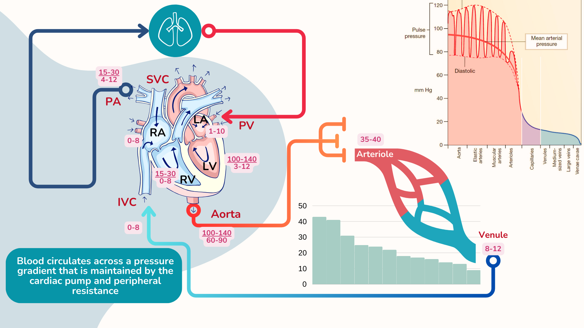Fluid homeostasis and oedema – Blood & Water
