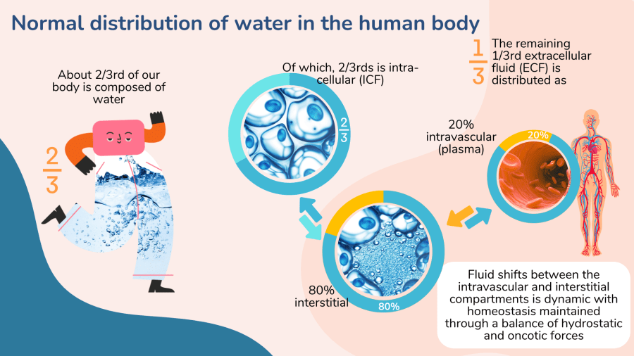 Fluid homeostasis and oedema – Blood & Water