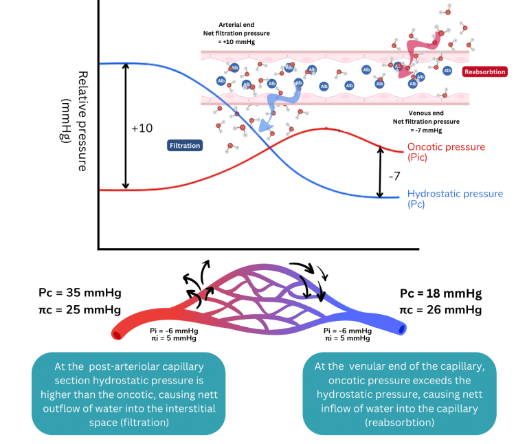 Fluid homeostasis and oedema – Blood & Water